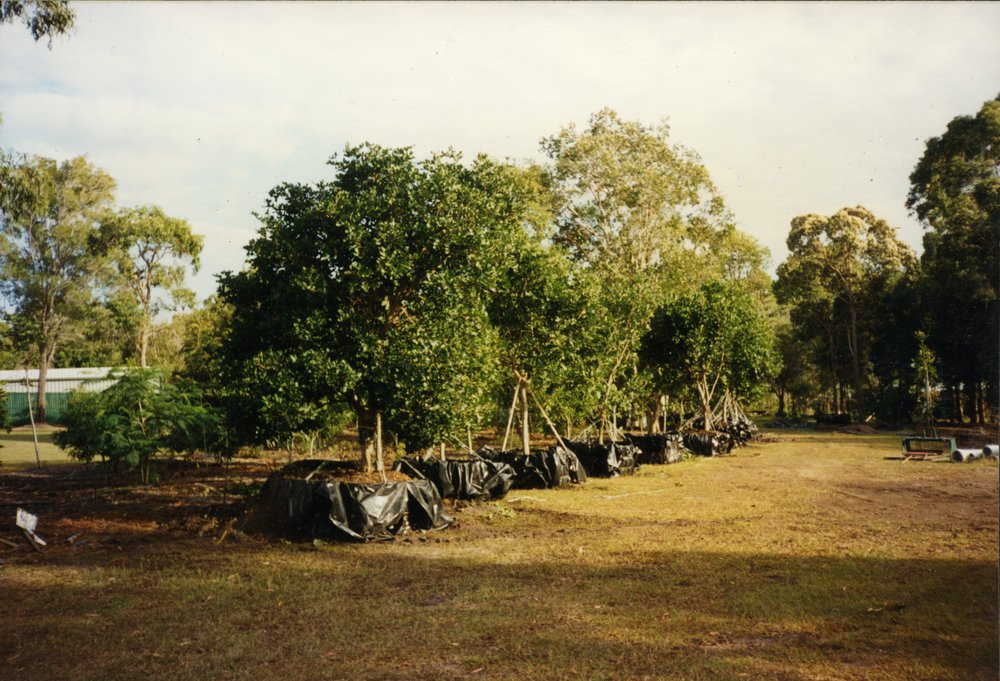 Trees ready for transplantation, Noosa Waters, Noosaville, 1990s ...