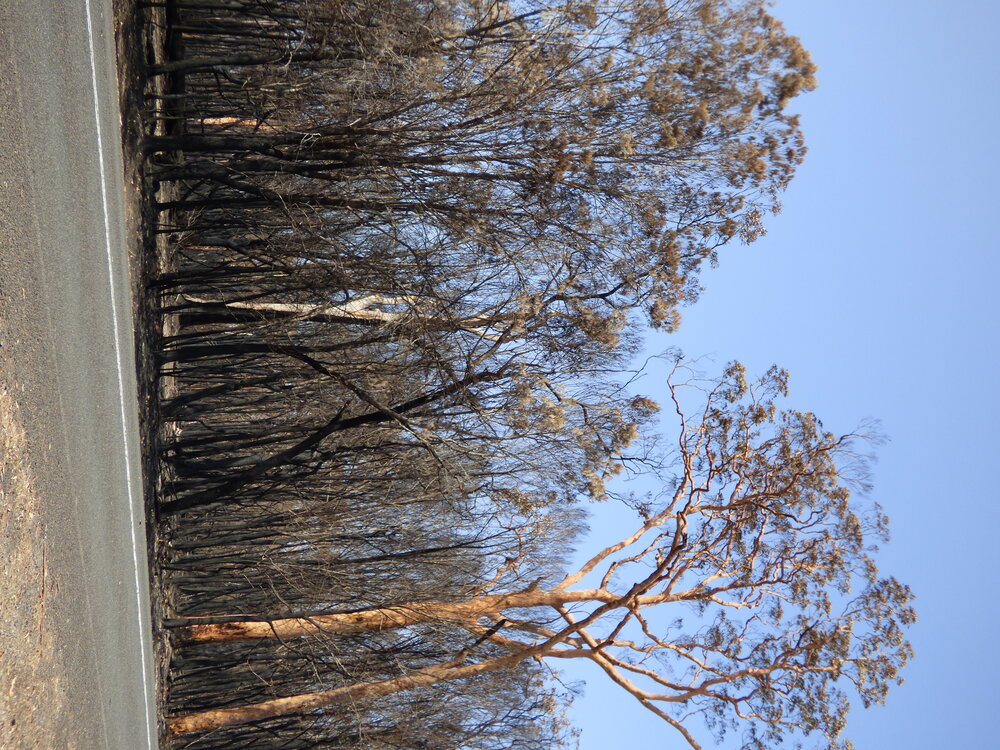 Bushfire aftermath, Lake Cooroibah Road, Cooroibah, 14 November 2019 ...